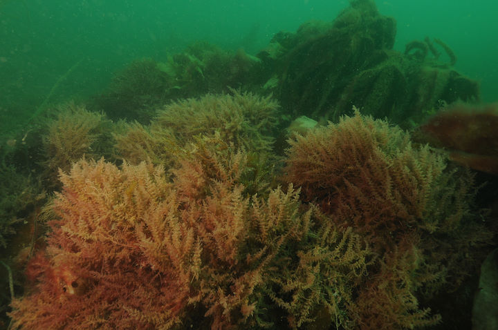 Lundy Marine Protected Area - Non-native species